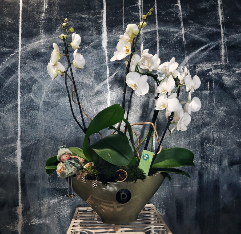 Orhidee Alba in vas verde - 4 tije - Antonia Deluxe Flowers